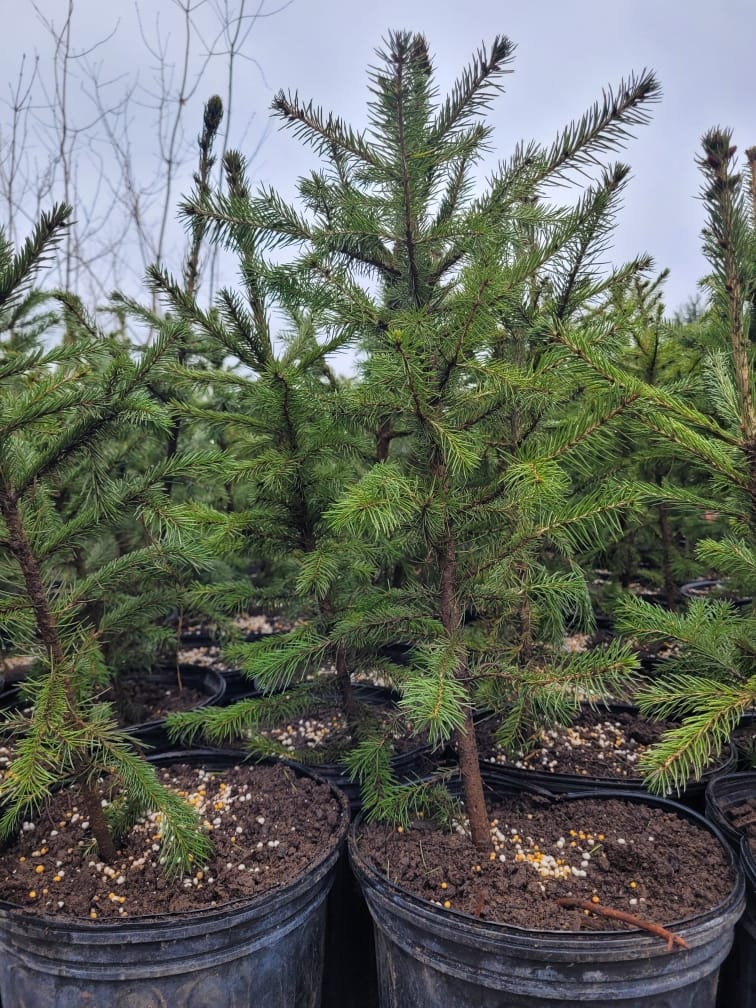 Landscape Trees in Orangeville | Elliott Tree Farm