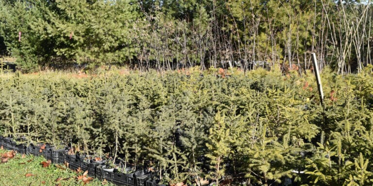 Welcome to Elliott Tree Farm | Elliott Tree Farm