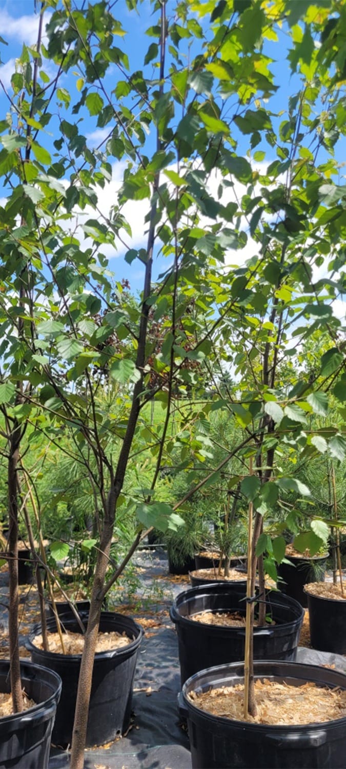 Potted Landscape Trees – Elliott Tree Farm