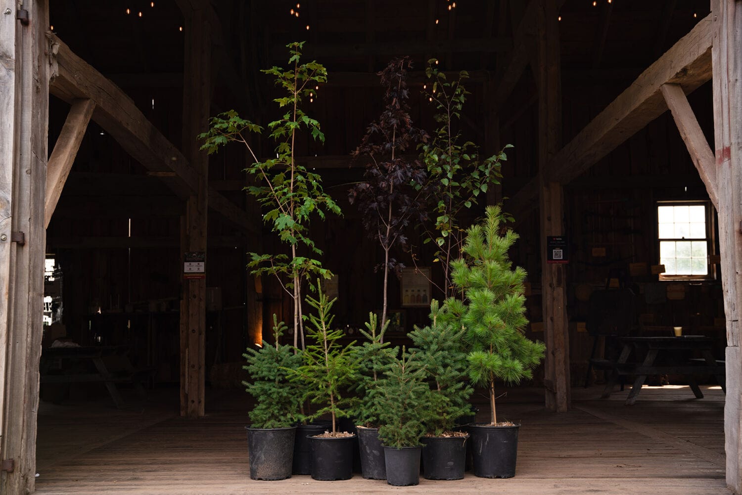 Landscape Trees in Orangeville | Elliott Tree Farm