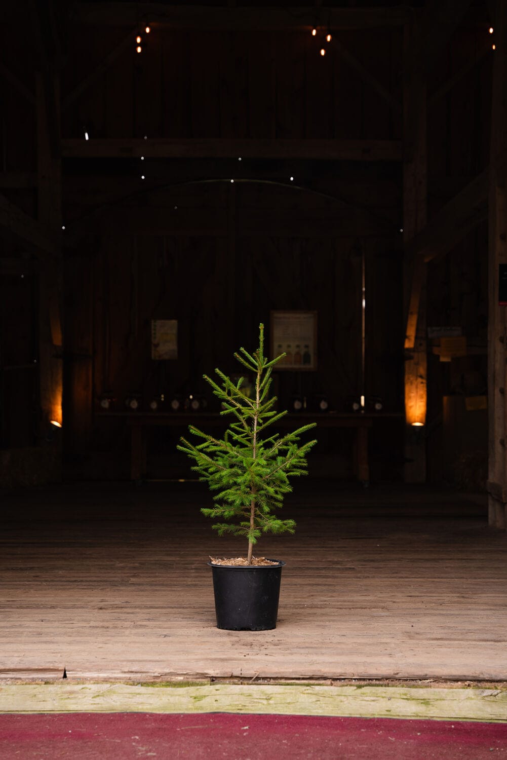 Landscape Trees in Orangeville | Elliott Tree Farm