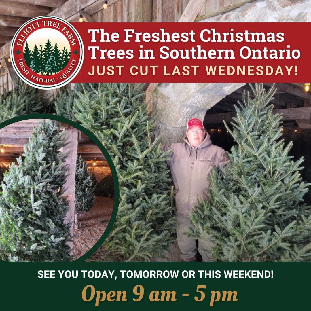Orangeville Christmas Trees | Elliott Tree Farm