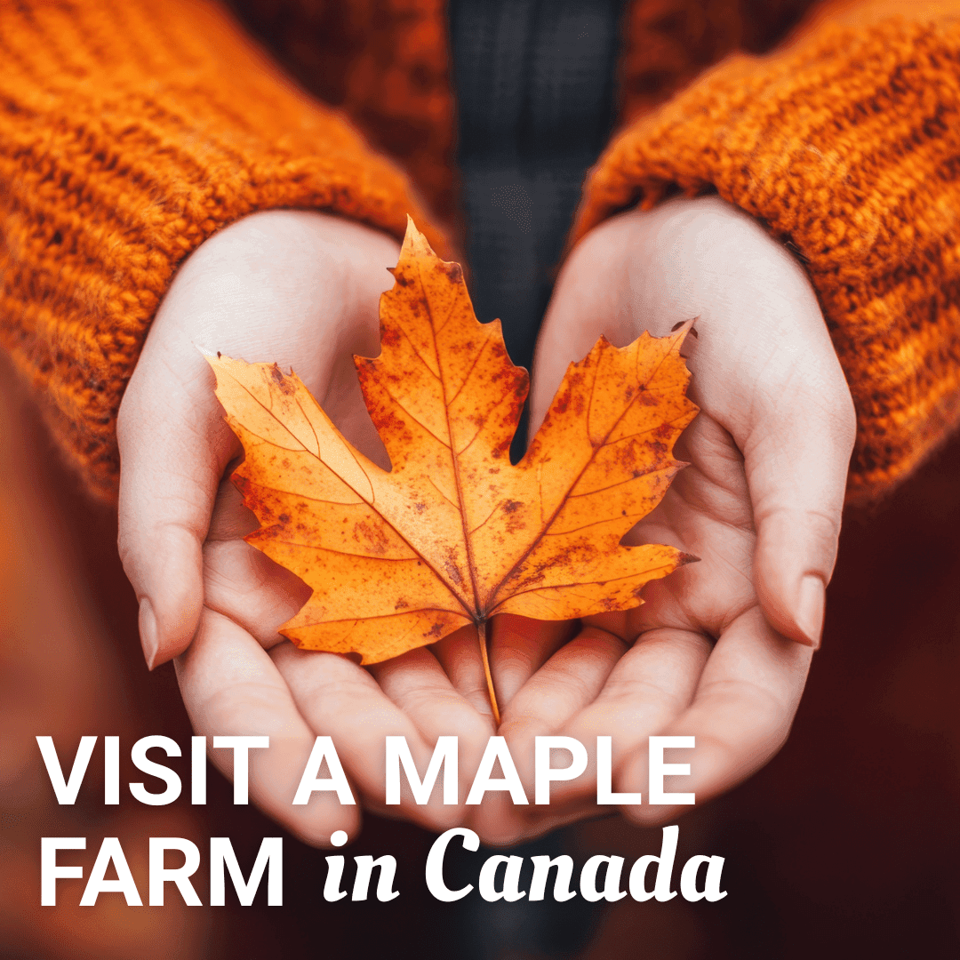 Visit a Maple Farm in Canada: Experience a Captivating Adventure at ...